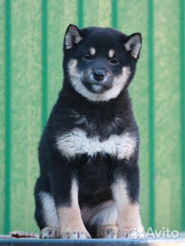 Шиба (сиба) ину щенок сука