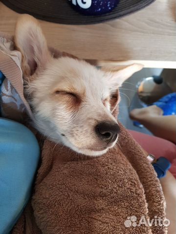 Щенок смесь Корги и Джек Рассел