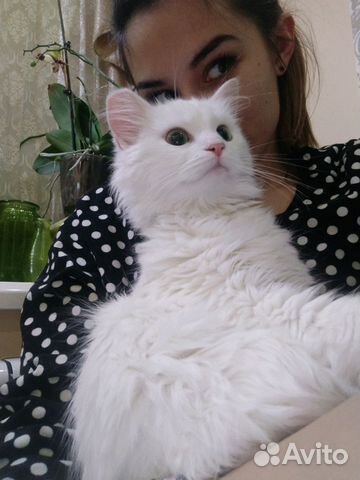 Турецкая ангора