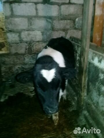 Бычок 4 месяца