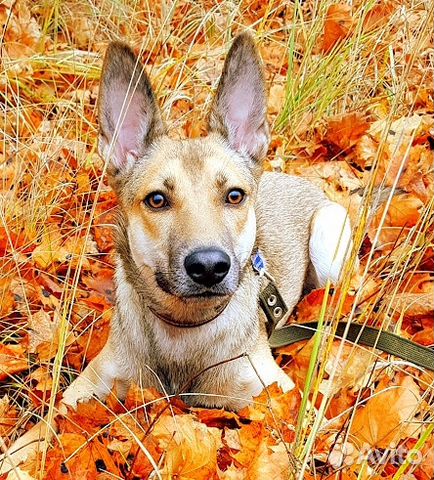 Жизнерадостный щенок в добрые руки