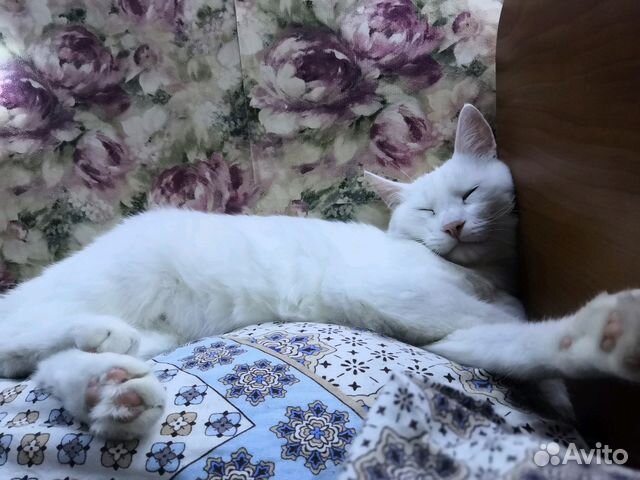 Котик ищет дом