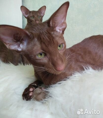 Циннамоновая красотка