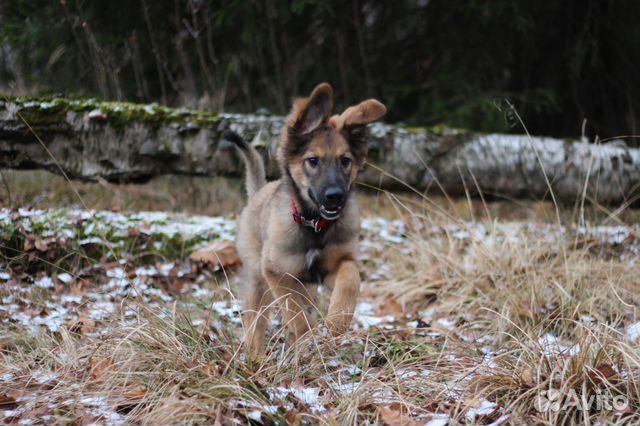 Щенок в добрые руки / малыш Балу