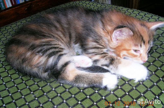 Котенок девочка четырехцветная