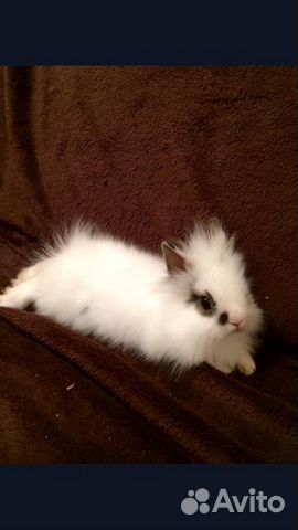 Декоративный мини-кролик