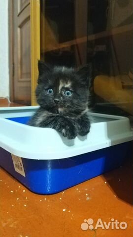 Отдам котенка