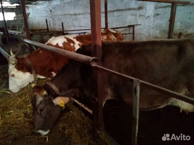 Продаются коровы, 2 головы