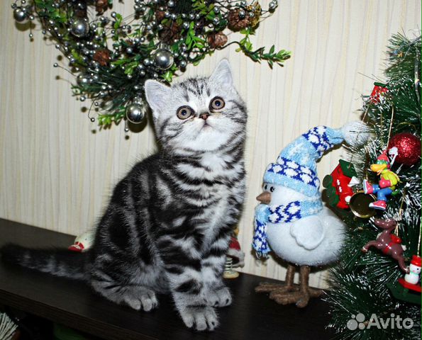 Шотландский котик