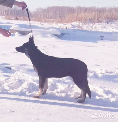 Щенок вео