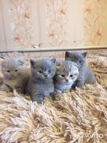 Продаю шотландских плюшевых котят родились 7.11 20