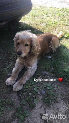 Английский кокер спаниель Вязка