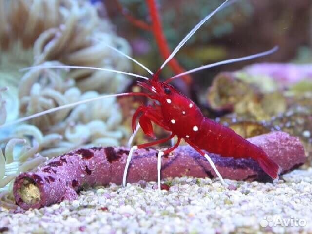 Креветка доктор кардинал