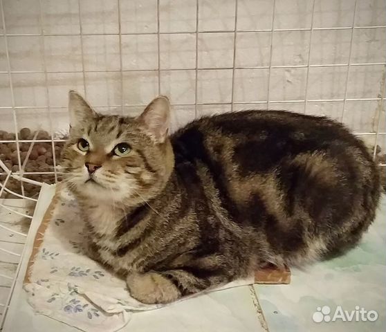 Британец, крутой котик Мачо. Живет в приюте