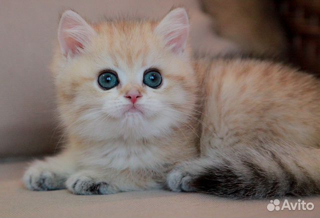 Котенок Бублик