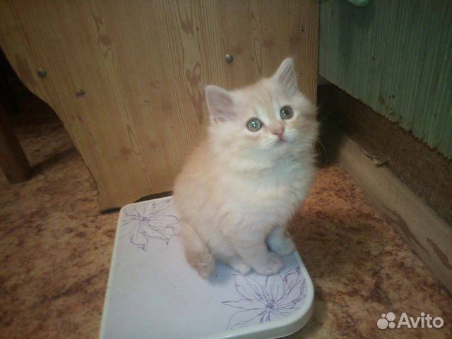 Британский котёнок