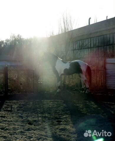 Пегий жеребец