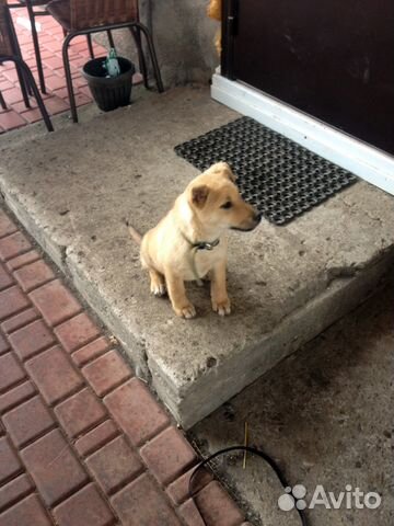 Симпатичный щенок ждет хозяина