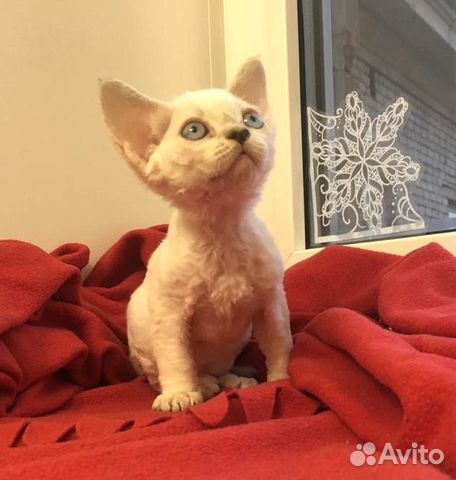 Девон рексики голубоглазки