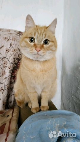 Домашняя кошка