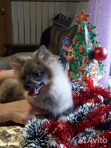 Новогодний соболек