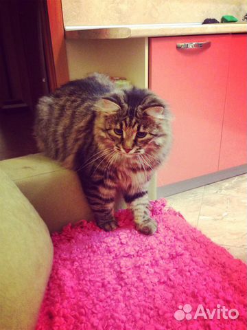 Отдам красавчика кота