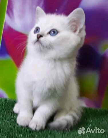Британский кот 2