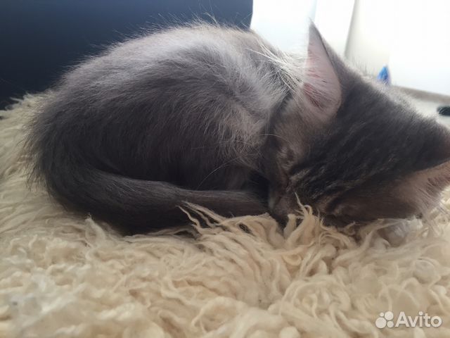 Отдам в добрые руки