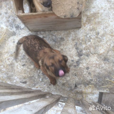 Щенок девочка (золото на Новый год)