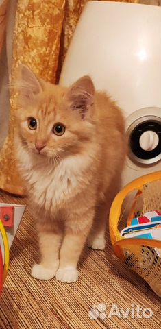 Солнечное пуховое облачко