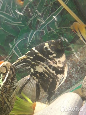 Продам большую скалярию