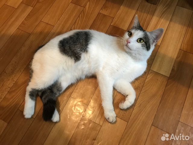 Кошка Мята (8-10 мес)