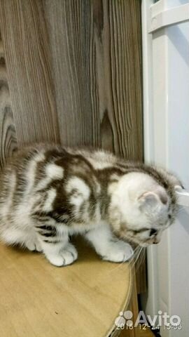 Котёнок