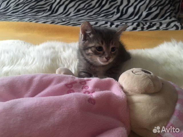 Котёнок в добрые руки