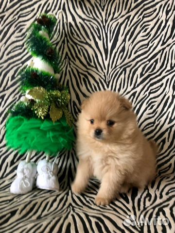 Милые шпицодетки