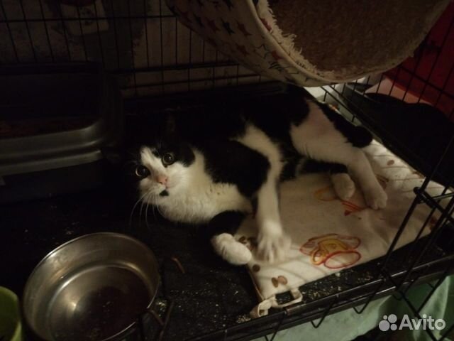 Котик Мурчалка и ласкун