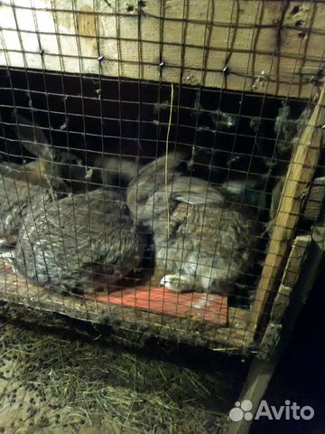 Продам кроликов"Фландер"(8 месячные)