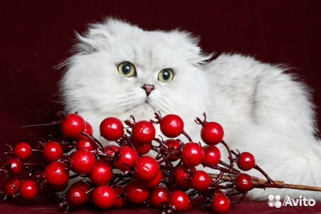 Кот на вязку