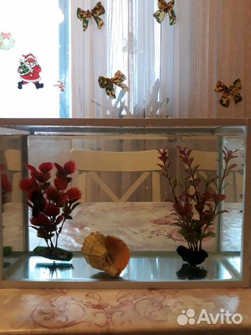 Аквариум с петушком (самец)