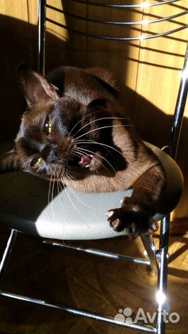 Бурманские котята