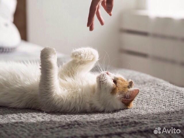 Кошка Горчица