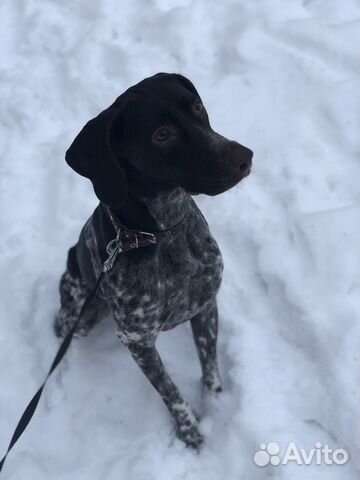 Курцхаар сука на вязку