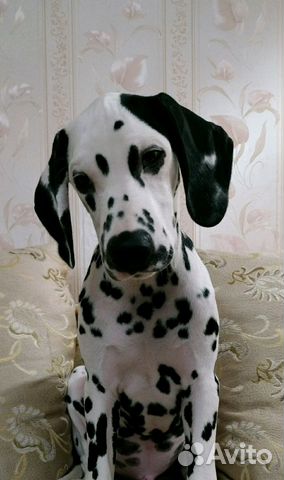 Щенок далматина
