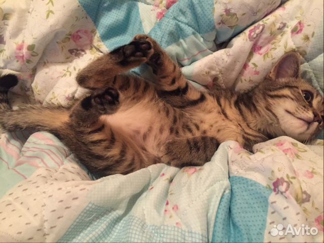 Котёнок, мальчик, метис, 3 мес