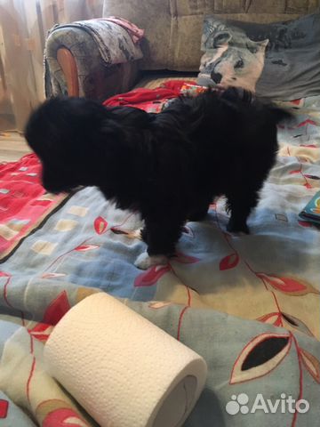 Щенок болонка (мальтезе)