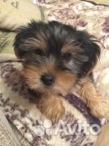 Плутик ищет дом. Конуру не предлагать)