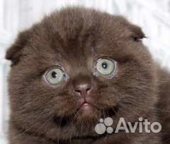 Вислоухие котята,голубые,лиловые,шоколад