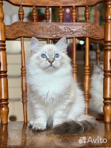 Чистопородный котик Смок Царь-Кошка