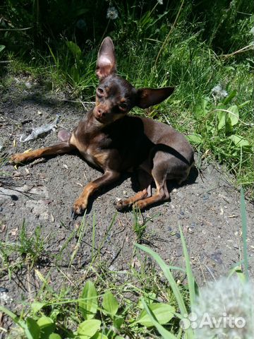 Мини той-терьер Девчуля