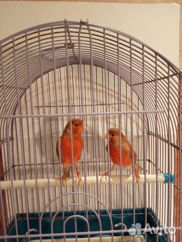 Канарейка изабелла яркая